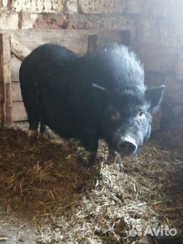 Вьетнамский вислобрюхий хряк помесь с вепрем