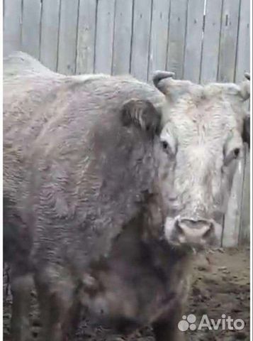 Коровы быки на мясо