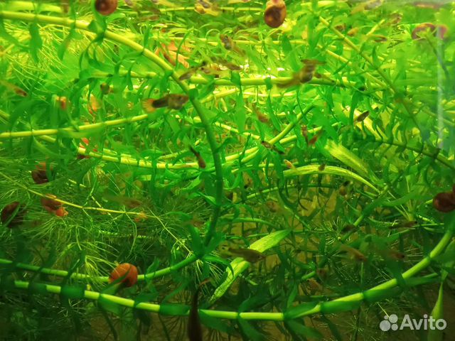 Гуппи молодняк 1 см