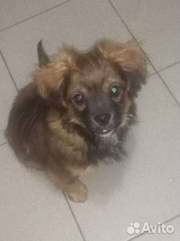 Собака бесплатно