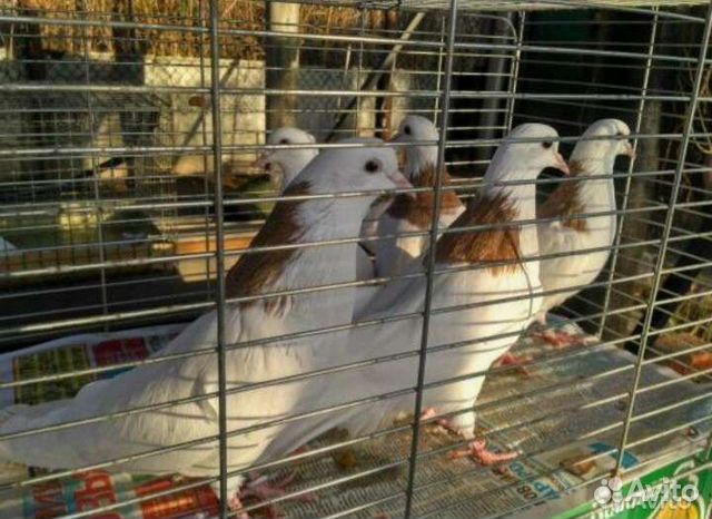 Голуби. Желтые гривуны