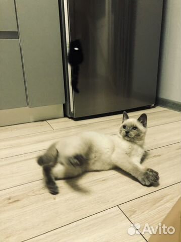 Британский котенок