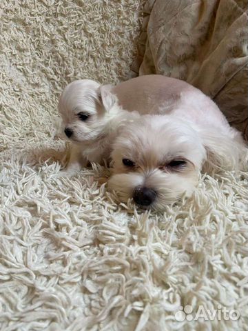 Мальтийская болонка mini