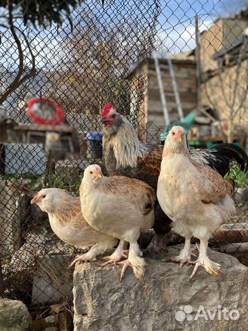 Куры семья фаверолей