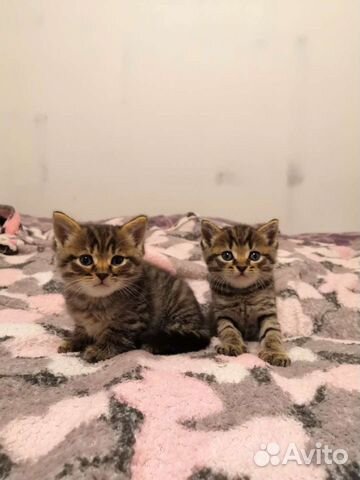 Британские остроухие котята