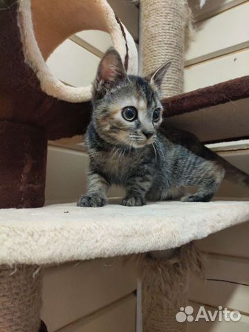 Котенок Сойка