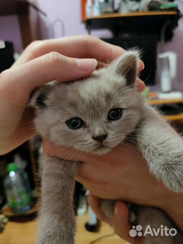 Чистокровные короткошерстные британские котята