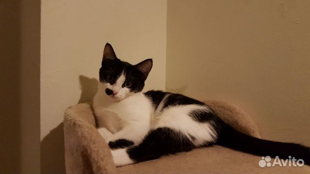 Ищем котенку хозяев