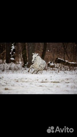 Пони жеребенок