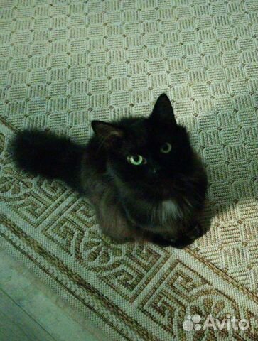 Бормоглот в добрые руки бесплатно