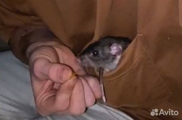 Крыса с клеткой