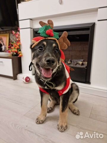 Щенок в добрые руки