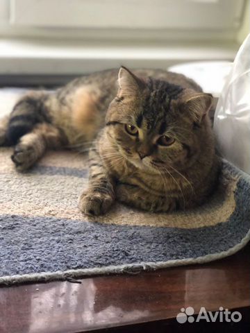 Шотландский страйт кошечка