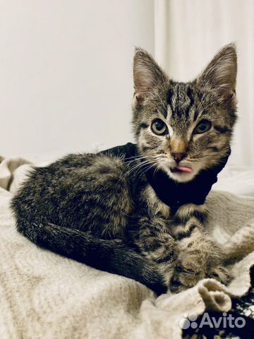 Котенок Джастин ищет дом