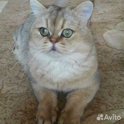 Британский кот