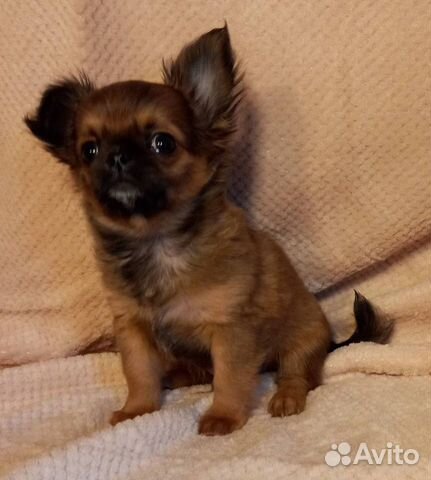 Длинношерстный мальчик