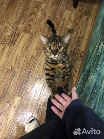 Бенгальские котята