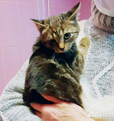 Котёнок мальчик с особым глазиком