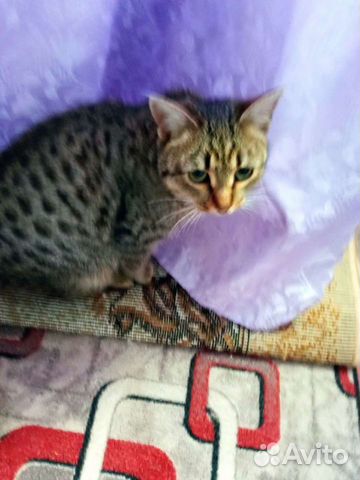 Кошка Тигра в добрые руки