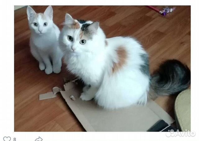 Ищем для покупки котенка породы Турецкий van