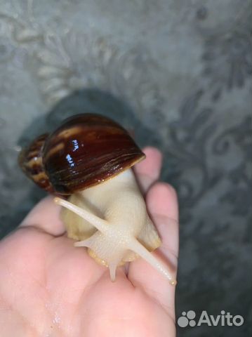 Улитки ахатины/ахатина