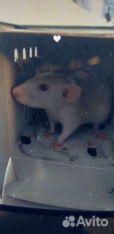 Крыска дамбо