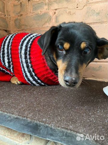 Такса(возможнопомесь) найдена р-н Пушкинской-семаш