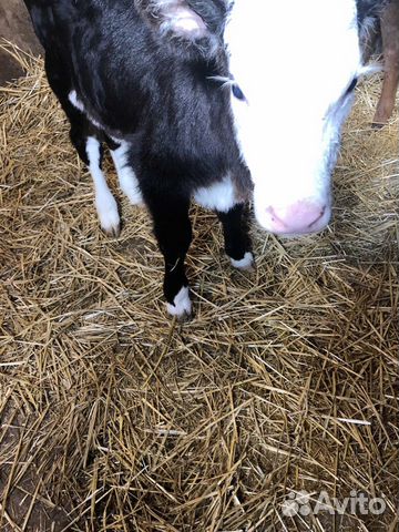 Телята телочки