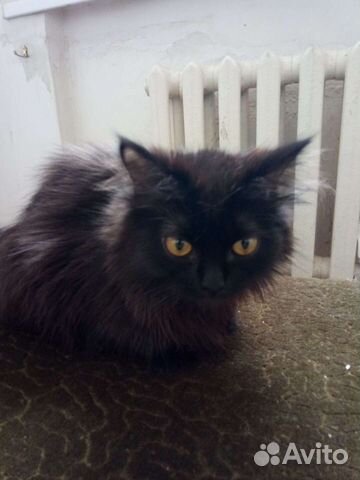 Кошка