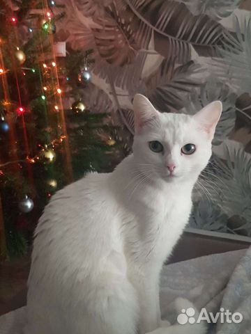 Отдам взрослую кошку 1 год в добрые руки