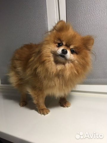 Померанский Шпиц девочка