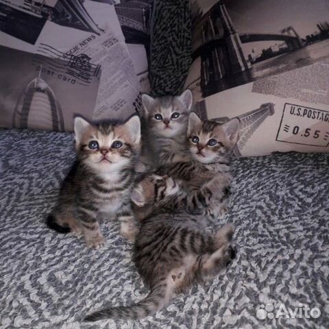 Британские котята
