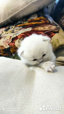 Предлагаю котят. От шикарных родителей