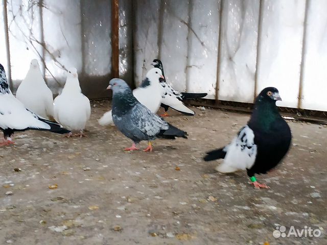 Свердловские высоколётные