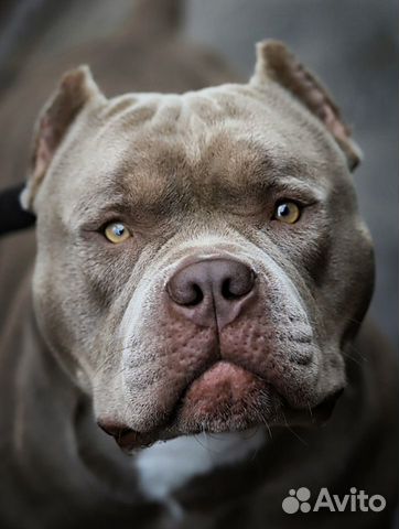 Вязка кобель American Bully