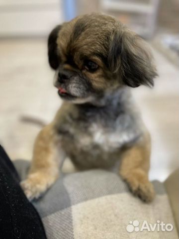 Хуанита ищет дом