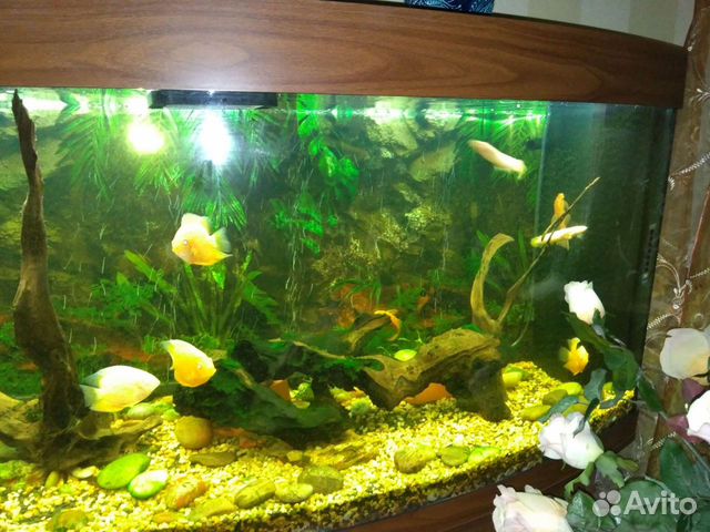 Аквариум juwel Vision 260 л с тумбой