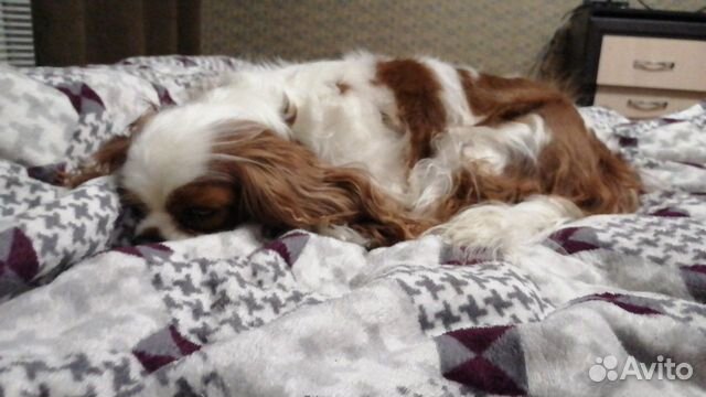 Щенки Класса пэткавалер Кинг Чарльз. Спаниель беcп