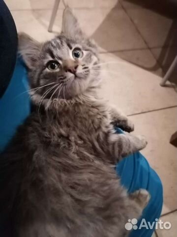 Сибирские котята в добрые руки