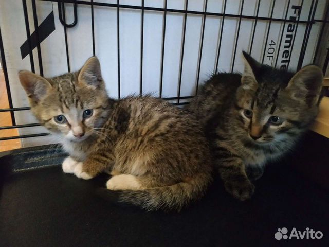 Двухмесячные котята ищут дом