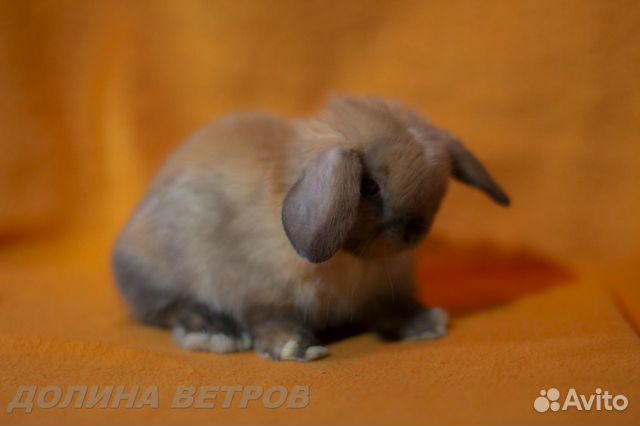 Минилоп самка тюрингенский