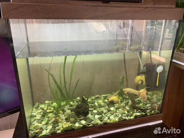 Аквариум с тритонами
