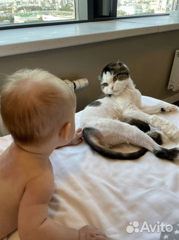 Отдам кота в добрые руки