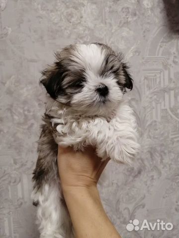 Мальтийская болонка