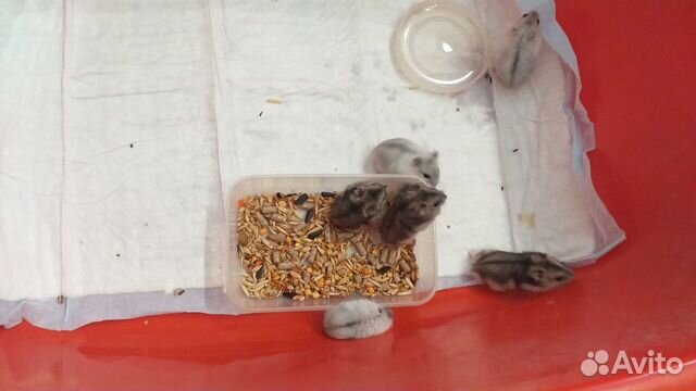 Отдам в добрые руки бесплатно хомячков джингариков