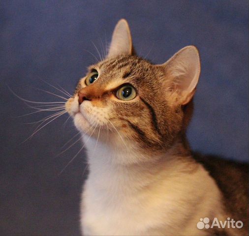 Кото-человек ищет дом