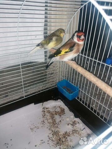 Продам канареек
