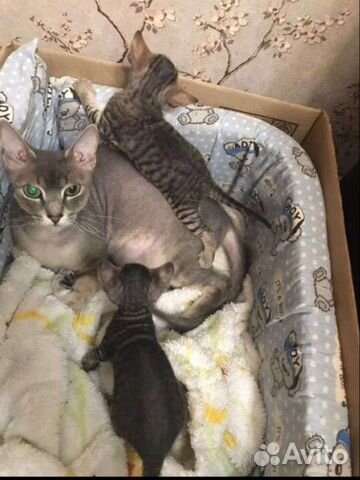 Донской сфинкс котята