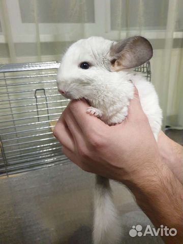 Шиншилла Белая