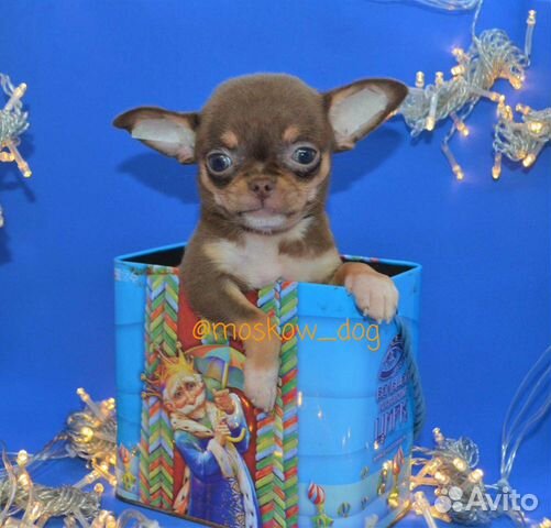 Мини мальчик чихуахуа шоколадный триколор